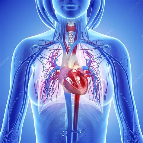 Female Cardiovascular System Artwork Stock Image F0059327