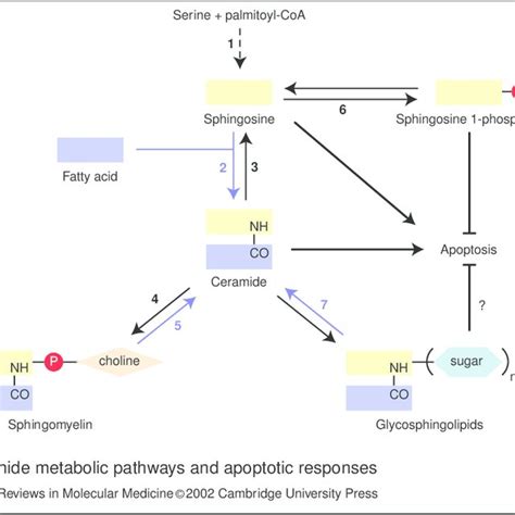 General Sphingolipid Structure All Sphingolipids Contain A Sphingoid Download Scientific