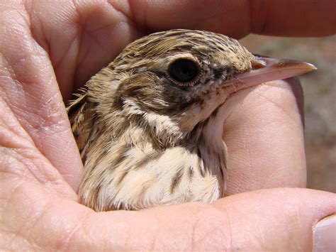 Australasian Pipit The Australian Museum