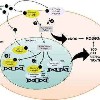 Antioxidant Properties Of Sex Hormones In The Brain Occur Through The Download Scientific