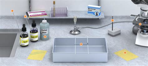 Capsule Staining Lab Diagram Quizlet
