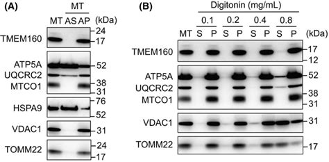 Confirmation Of Mitochondrial Inner Membrane Localization Of Tmem160 Download Scientific