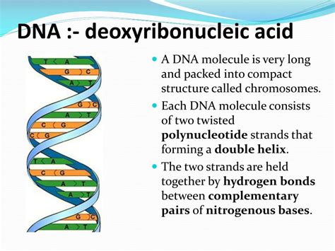PPT DNA Structure PowerPoint Presentation Free Download ID 2118226