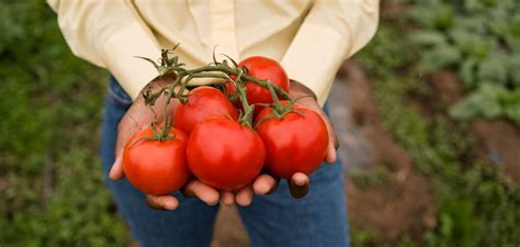 Що класти в лунку перед посадкою помідорів навіщо кладуть цибулеве лушпиння Oboz Ua