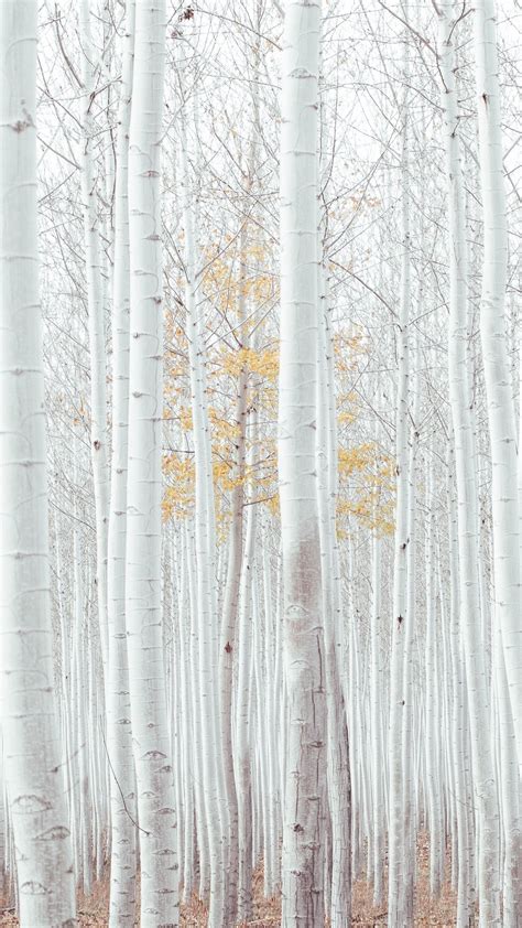 White Tree Wallpapers 4k Hd Backgrounds On Wallpaperbat
