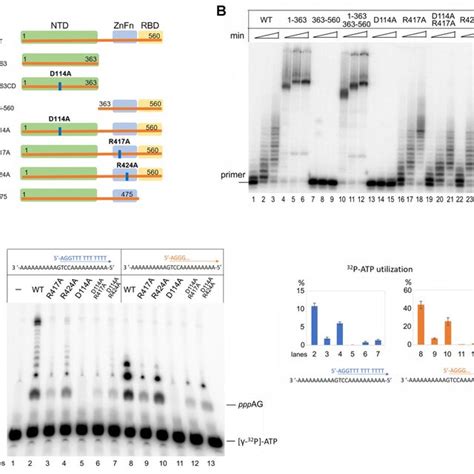 The Dna Polymerase And Primase Activities Of Primpol Variants With Download Scientific Diagram