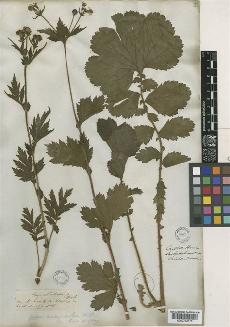 Geum Macrophyllum Willd Plants Of The World Online Kew Science