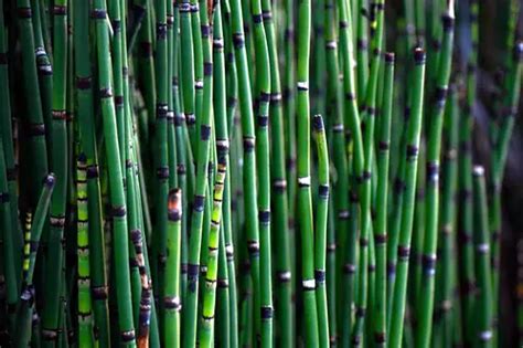 How To Grow And Care For The Horsetail Plant