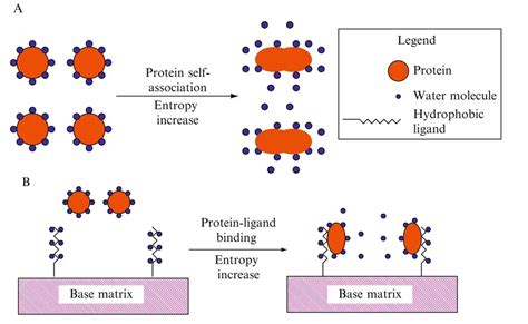 Hydrophobic Interaction Chromatography Hic Biology Notes Online