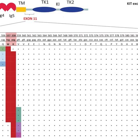 Diagram Of Mutational Status And Outcomes Of The Patients With Kit Exon Download Scientific