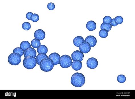 Enterococcus Faecalis Computer Illustration Of Enterococcus Faecalis
