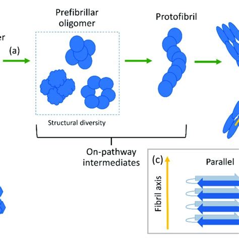 Schematic Illustration Of Amyloid Aggregation A On Pathway Download Scientific Diagram