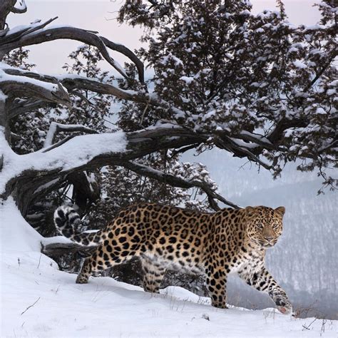 Нацпарк Земля леопарда On Instagram “Дикие животные Приморья стали героями фотовыставки в
