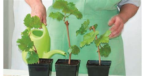 Лозе в саксия или кашпа може да ви даде и грозде Български Фермер