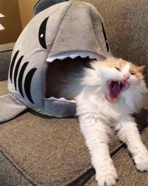 云吸猫之天下萌猫皆归我二 哔哩哔哩 bilibili