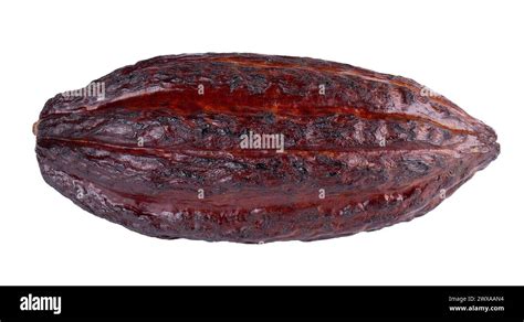 Fresh Cacao Fruits Isolated On White Background Dark Red Cocoa Pods