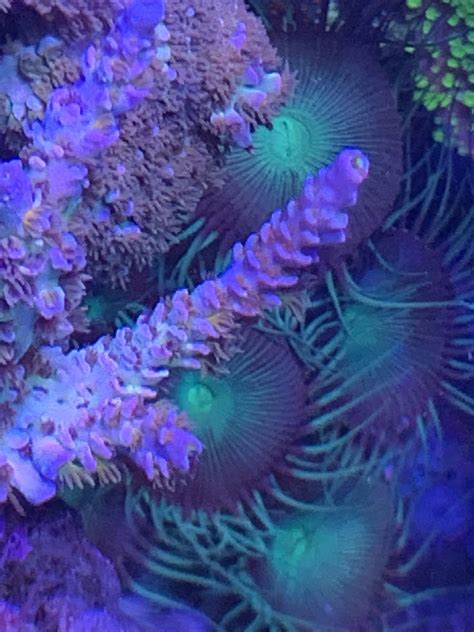 Distortedmutant Morphology In Acroporas Radial And Axial Corallite