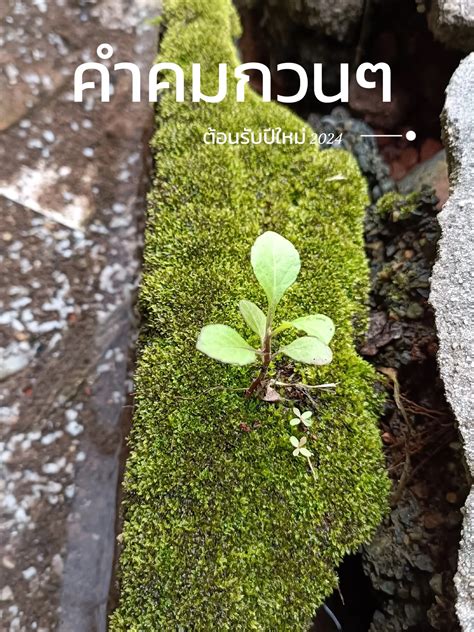 คำคมกวนๆ แกลเลอรีที่โพสต์โดย Mamojee Lemon8