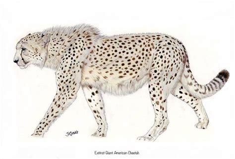 American Cheetah