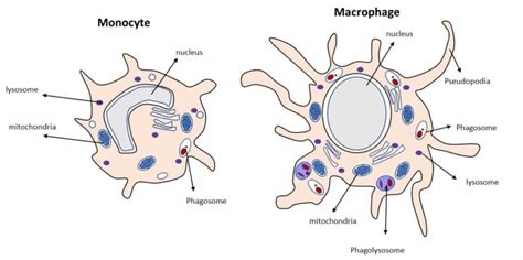 Macrophage Cell Structure