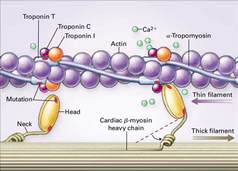 Generation Of A Power Stroke By Myosin And Actin In Sarcomere