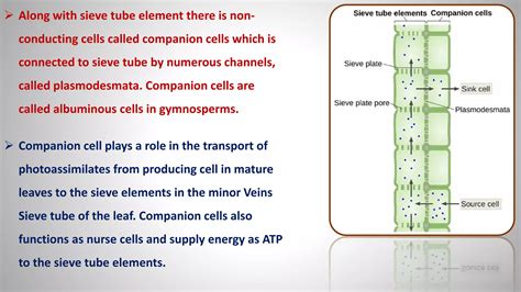 Phloem Loading Food Transported Pptx