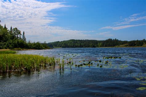 Watching Plant Sex In The Woods Learning About Our World One Plant At A Time