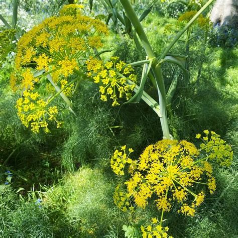 Wild Fennel Plant
