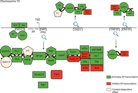 Locus Of Il 9 Control Il9 Epigenetic Regulation In Cellular Function