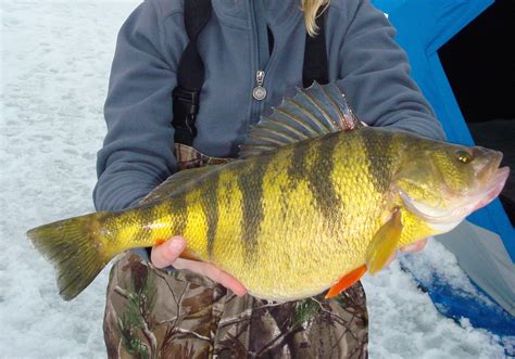 World Record Yellow Perch