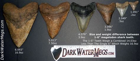 5 Fascinating Facts About The Megalodon That You Need To Know