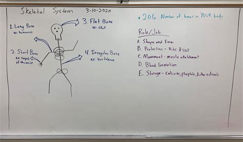 skeletal system