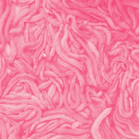 The Wealth Of Knowledge With Ashley J Oliver Polymorphic Viruses