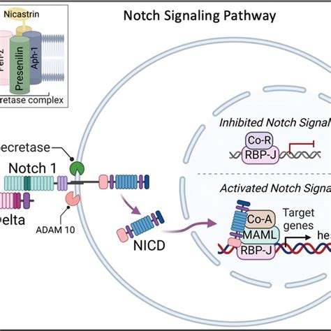 Notch Signaling Pathway And γ‐secretase Complex Inset Box Figure