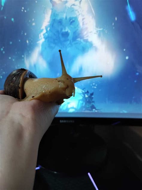 Ахатины ретикуляты Пикабу