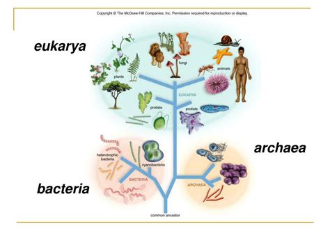 Organism Domain Bacteria