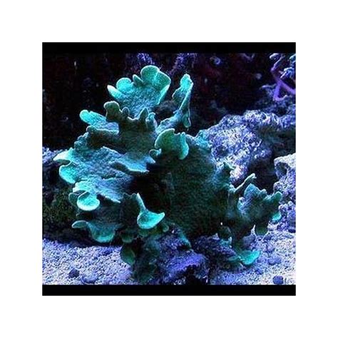 Coral Pavona Cactus Green Gr Cor Unica