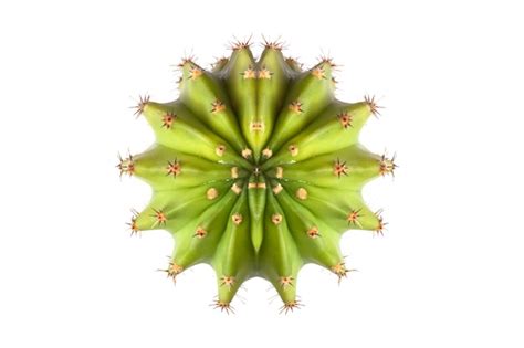Premium Photo Cactus Top View