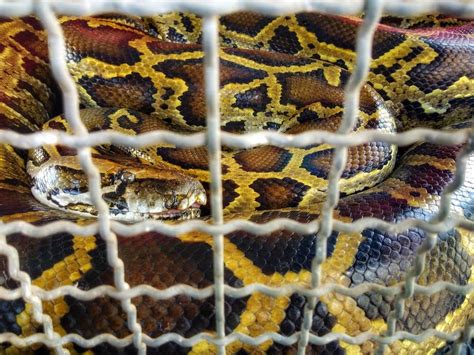 Danny Styles On Linkedin Python Package Index Unable To Cope With