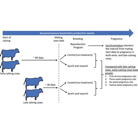 Reproductive Performance Of Early And Late Calving Dairy Cows Artificially Inseminated After
