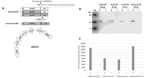 Construction Of Expression Vector A Schematic Diagram Of Expression Download Scientific