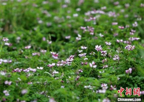 湖南祁阳双季稻 紫云英种植模式富民增收 频道 东方养生