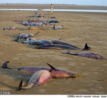 Bp Oil Spill Animals Dolphins