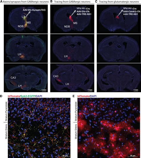 Brain Wide Circuit Specific Targeting Of Astrocytes Cell Reports Methods