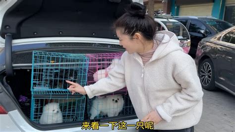 帮粉丝挑选的四只小可爱，个个颜值爆棚，大家觉得这品相值多少呢 Youtube