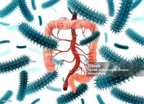 백색 배경에 인간 결장 의 주위에 박테리아 또는 바이러스 3d 일러스트레이션 3차원 형태에 대한 스톡 사진 및 기타 이미지 3차원 형태 건강관리와 의술 결장 Istock