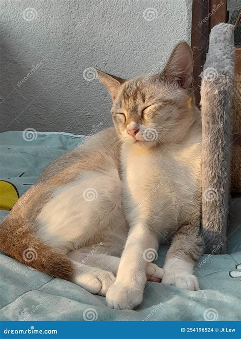 Lazy Cat Sleeping Peacefully Stock Photo Image Of Kitten Wildcat 254196524