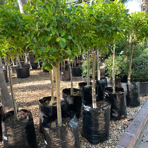 Ficus Standard Ficus Microcarpa Nitida Standard Std Cape Garden Online