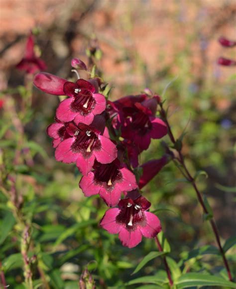 Penstemon Rich Ruby Hayloft