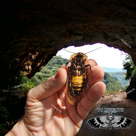 Giant Cave Cockroach Size